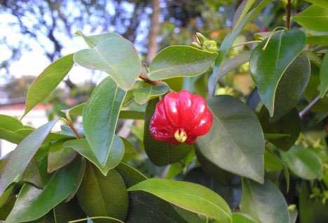 *FITOENERGÉTICA :: Casa-de-santo-filhos-do-axe